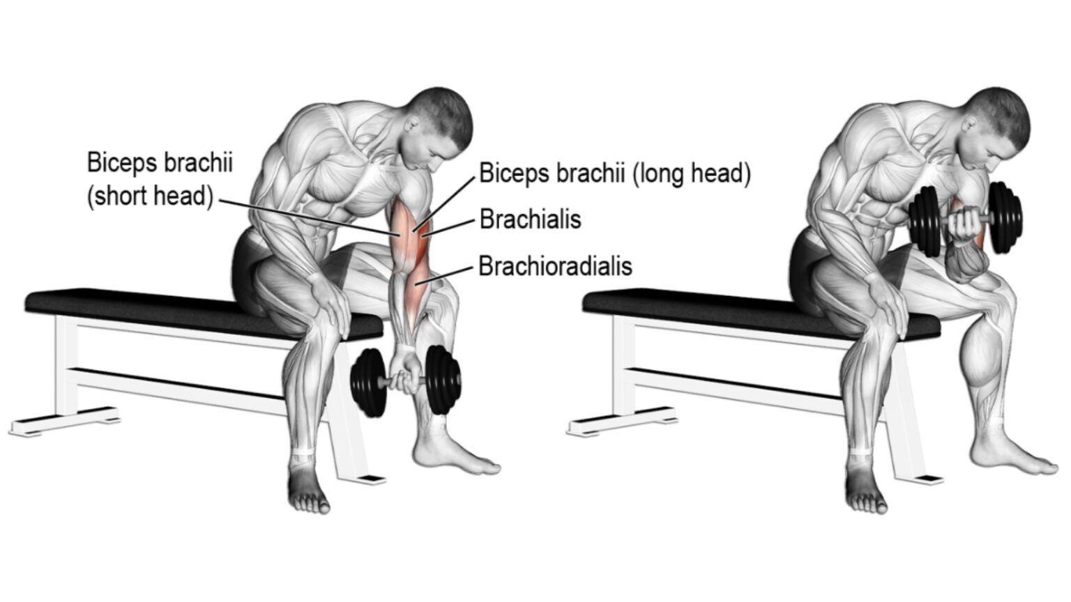 60+ Top Bicep Exercises Names (With Images)