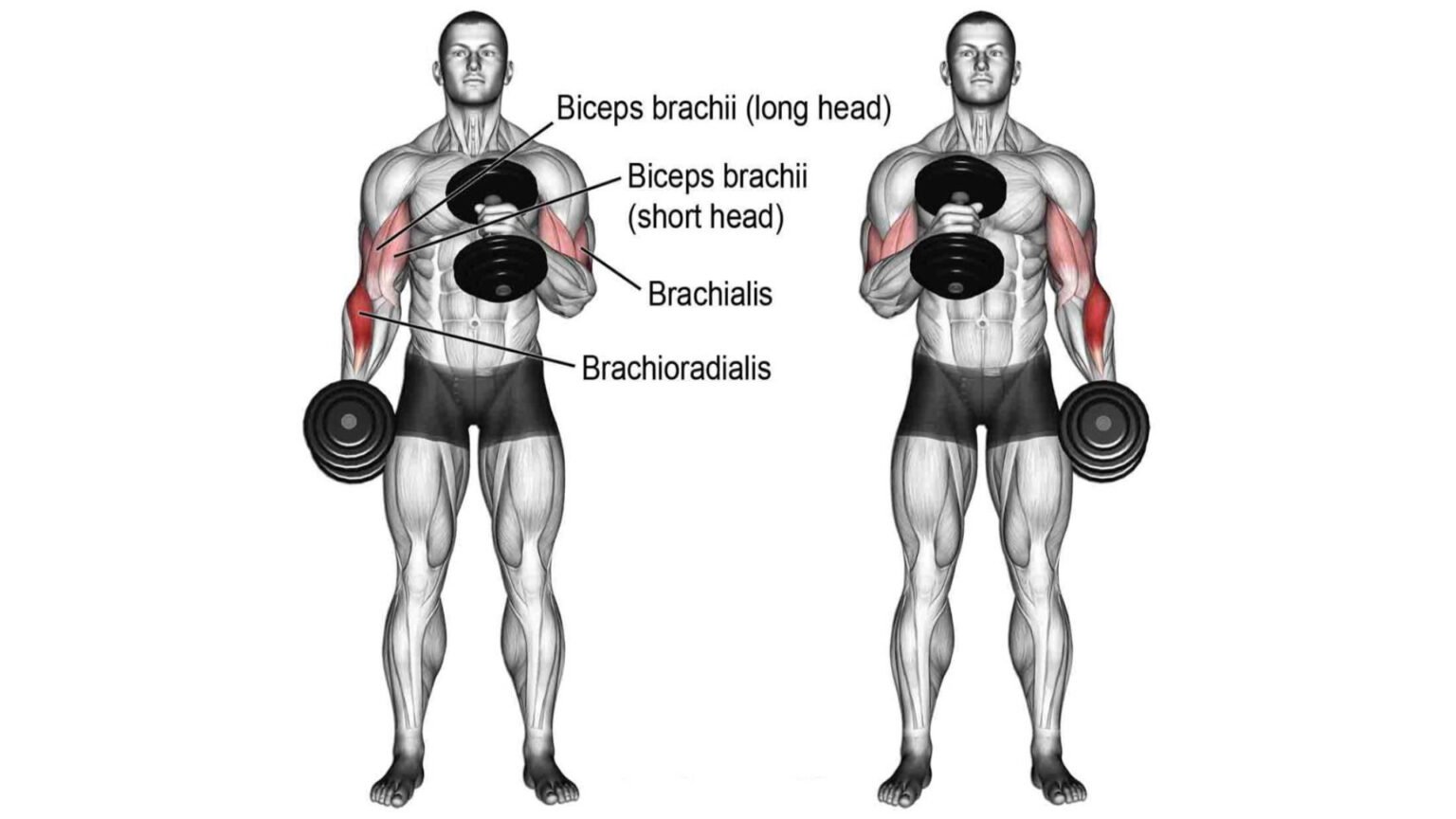 60+ Top Bicep Exercises Names (With Images)
