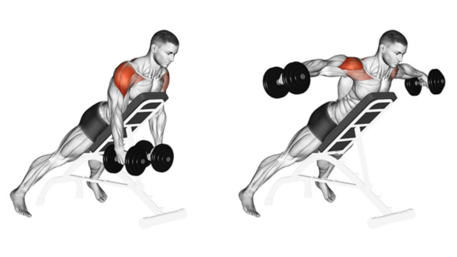 12 Best Dumbbell Shoulder Exercises To Build Bigger Deltoid