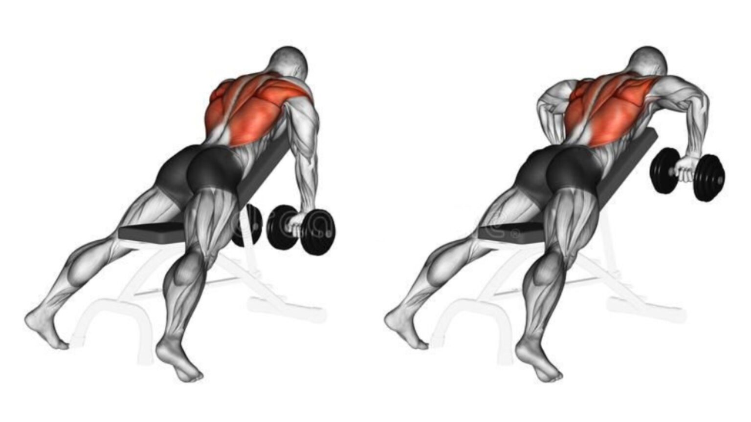15 Best Dumbbell Rear Delt Exercises To Build Mass and Strength