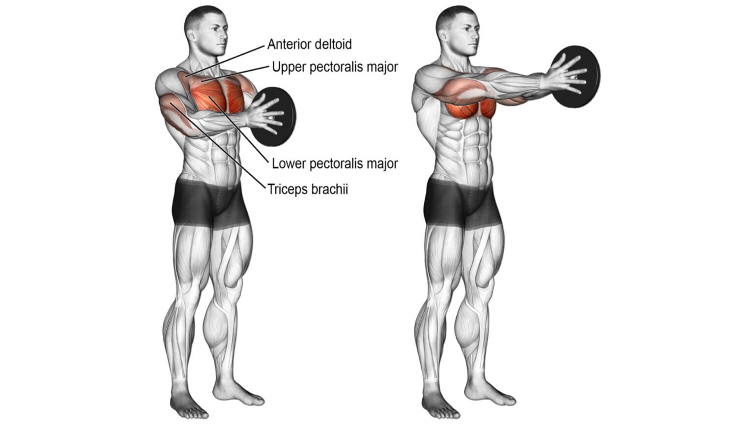 125+ Top Dumbbell Exercises Names (With Images)