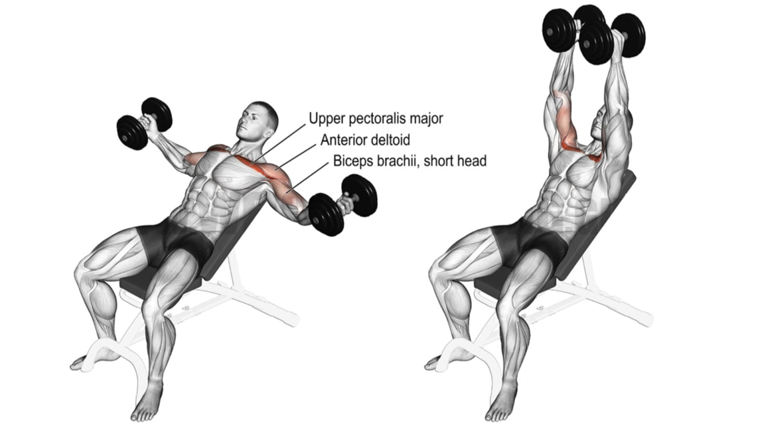 75+ Top Chest Exercises Names (With Images)
