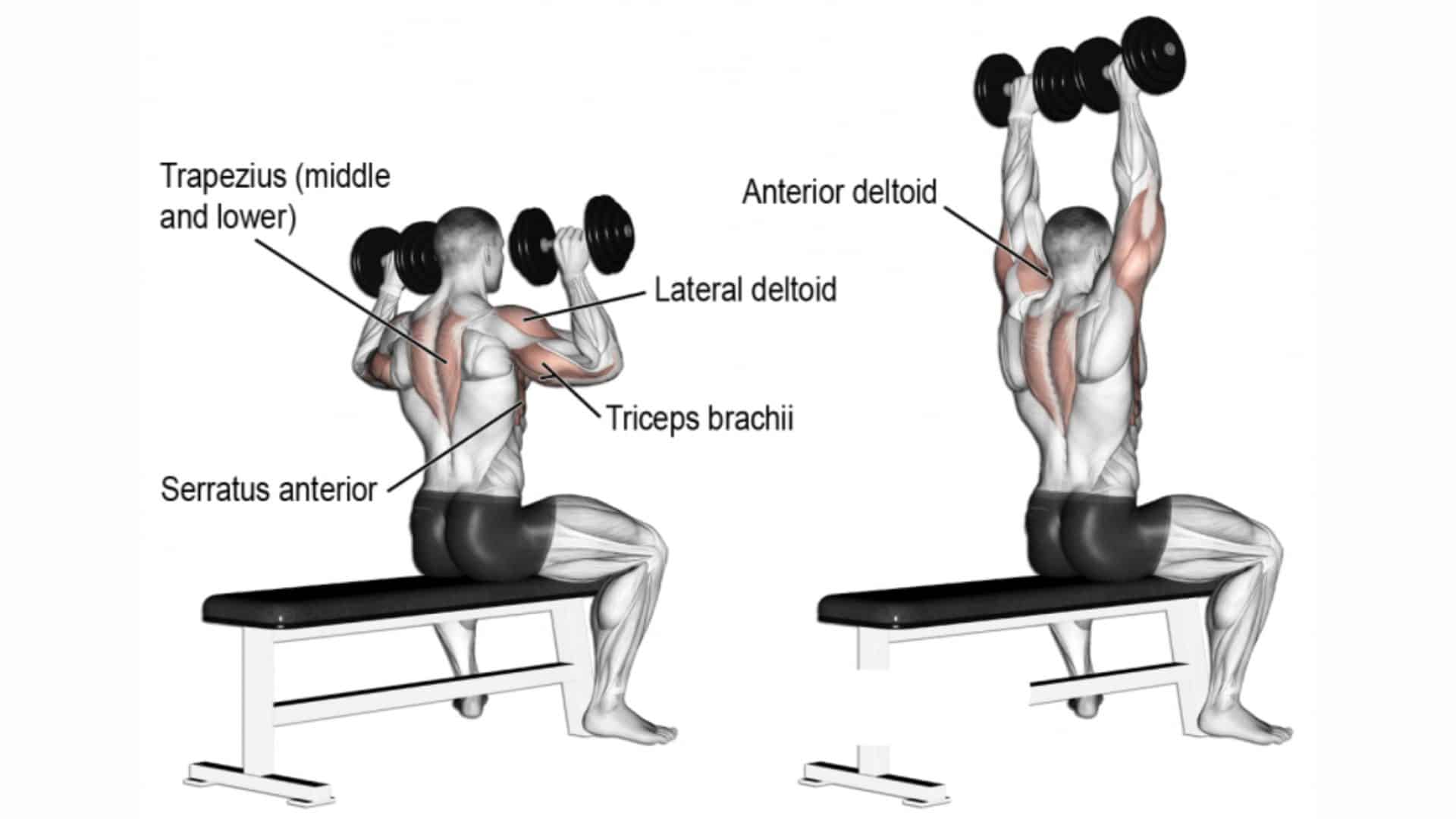 Best Dumbbell Shoulder Exercises Workouts For Mass