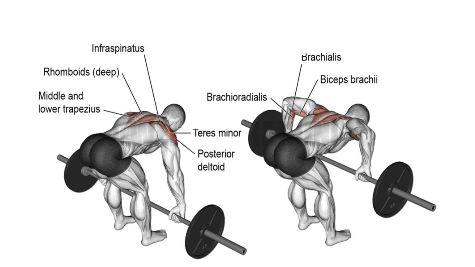 100+ Top Back Exercises Names (With Images)