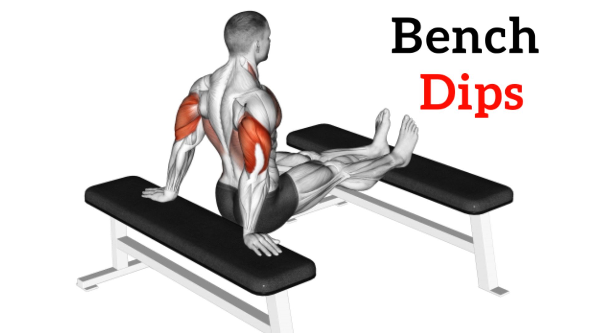 Weighted Bench Dip Muscle Fitness 46 OFF Weighted Bench Dip Muscle Fitness 46 OFF