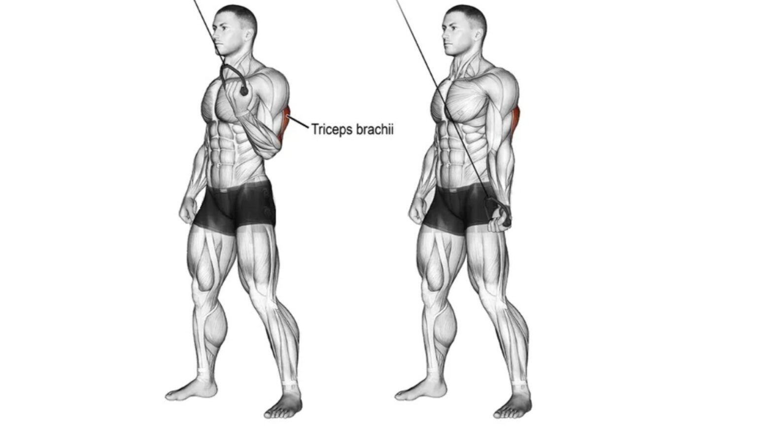 21 Best Triceps Exercises for Muscle Mass and Strength