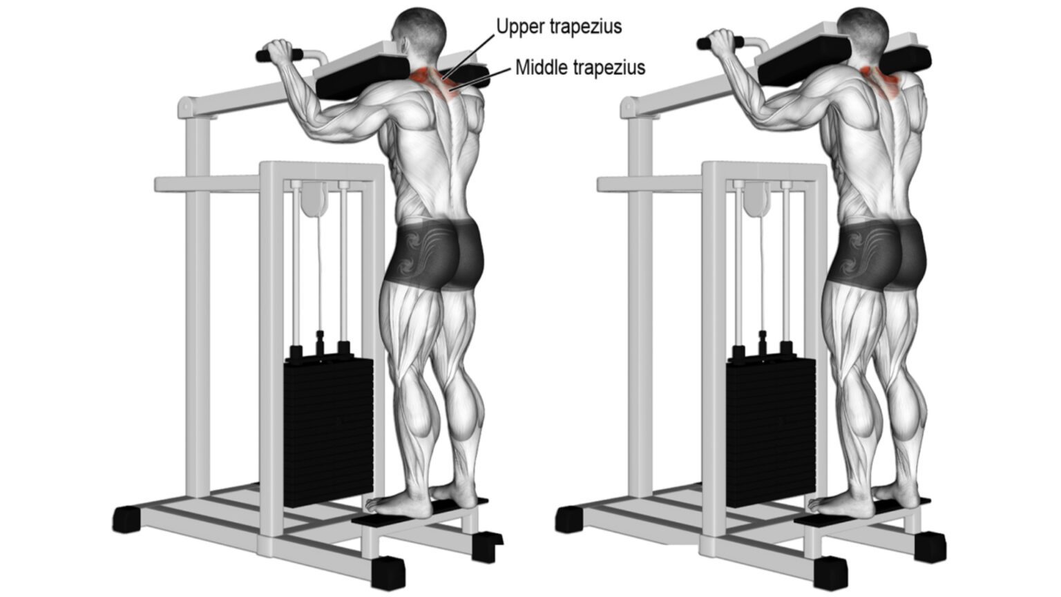 7 Best Gym Machines For Calves (With Calf Raise Exercises)