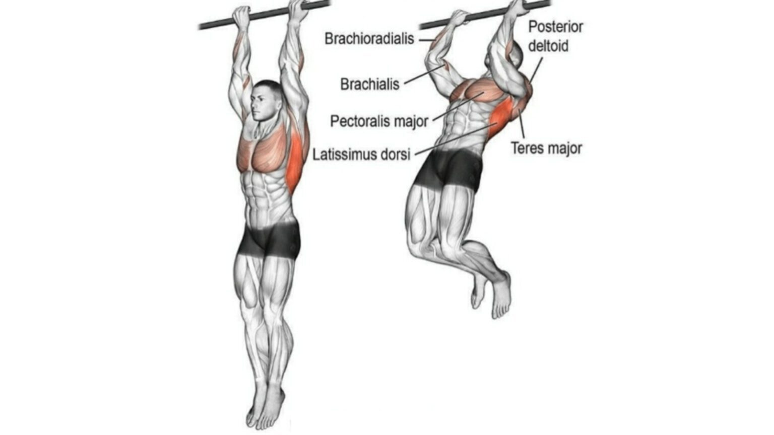 25 Different Types Of Pull Ups and Chin Ups (Variations)