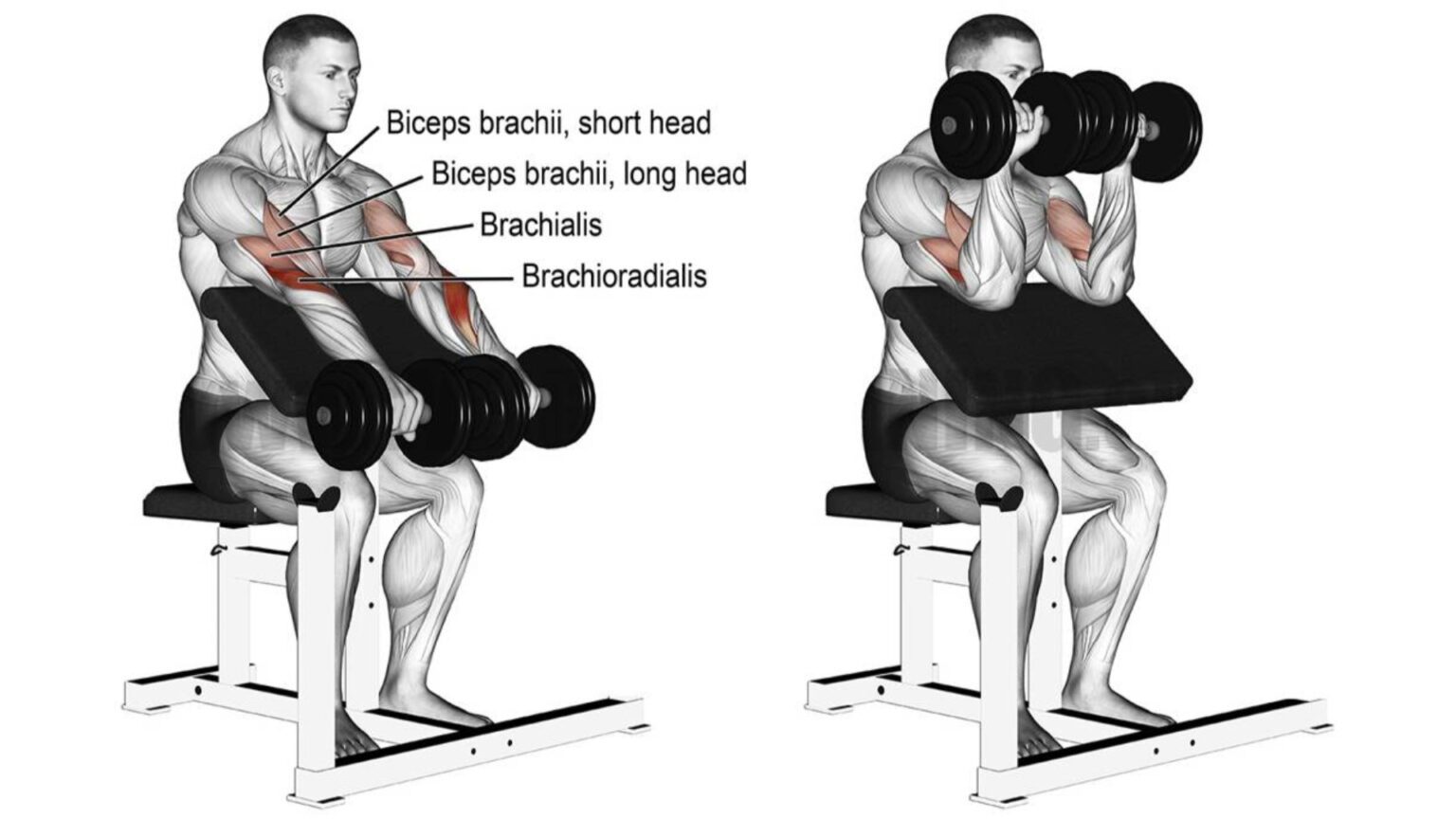 Dumbbell Reverse Curl: Muscles Worked, How To Do, Tips