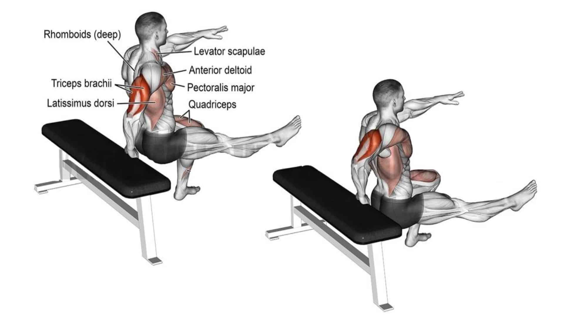 Seated Tricep Dip Machine Muscles Worked Elcho Table