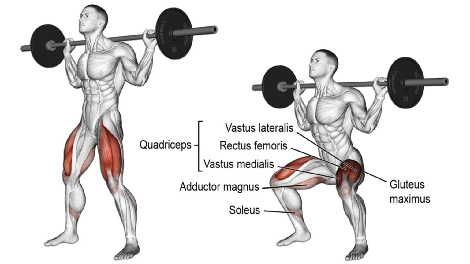 100+ Leg Exercises Names (With Images)