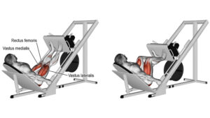 10 Gym Machine For Leg Workout (With Exercises Names)