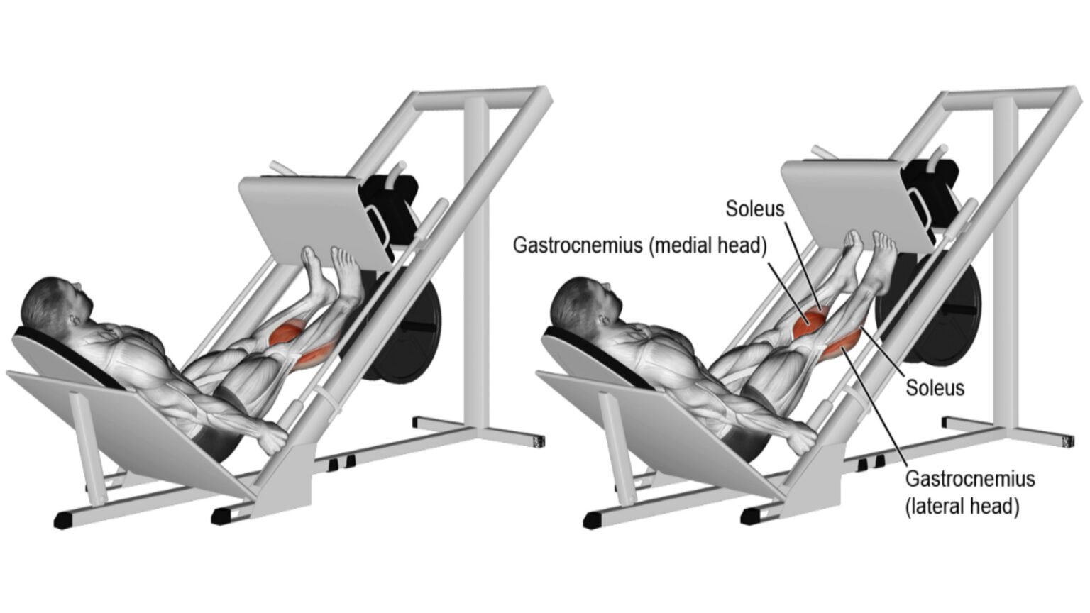 7 Best Gym Machines For Calves (With Calf Raise Exercises)