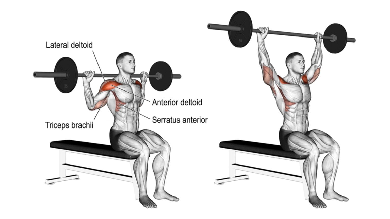 100+ Top Shoulder Exercises Names (With Images)