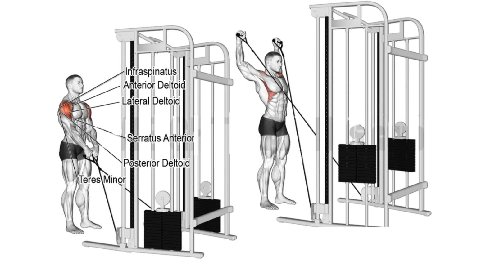 20 Best Side Delt Exercises To Build 3D Shoulder