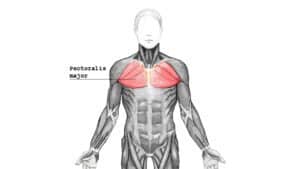 Chest And Tricep Dumbbell Workout