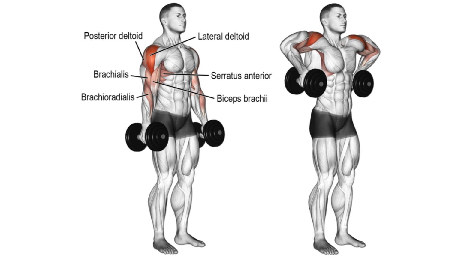 20 Best Side Delt Exercises To Build 3D Shoulder