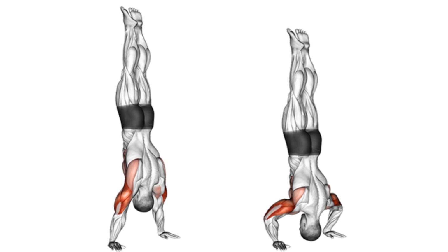 Push-Up Muscles Worked: Complete Guide