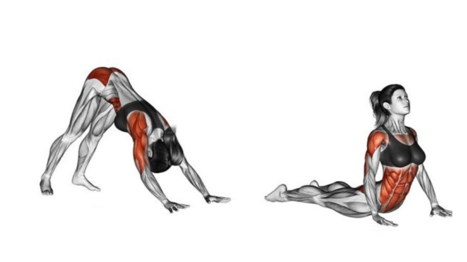 25 Different Types Of Push Ups (Best Variations)