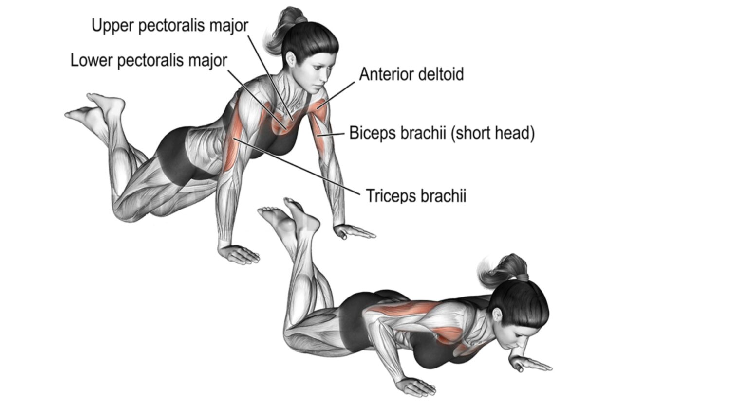 Push-Up Muscles Worked: Complete Guide