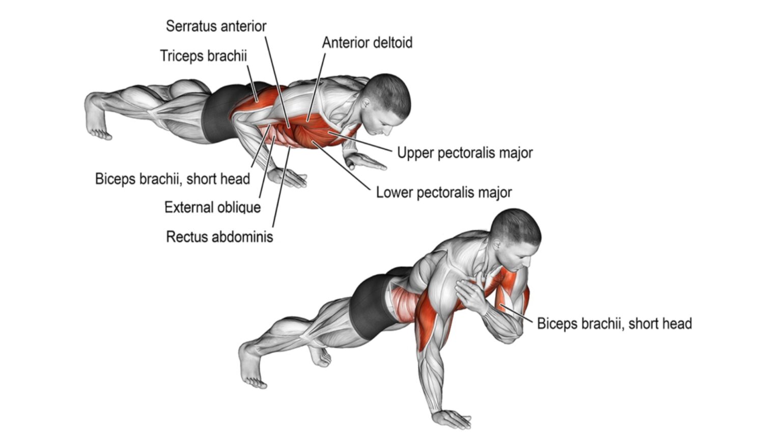 125+ Top Bodyweight Exercises Names (With Images)