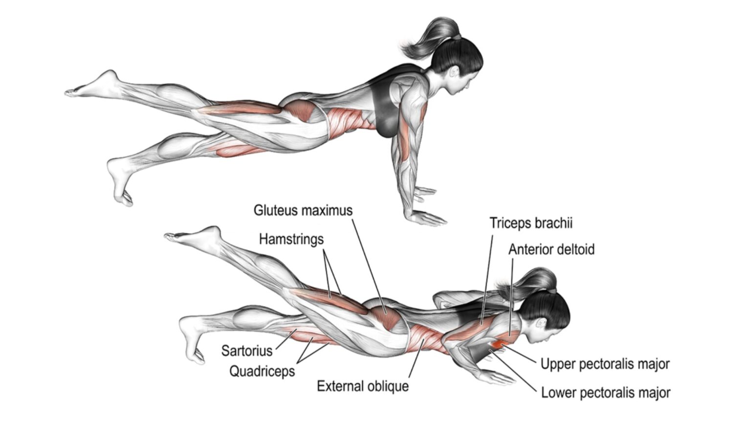 25 Different Types Of Push Ups (Best Variations)