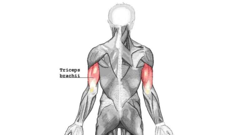 Chest Shoulder and Tricep Workout To Build Mass and Strength