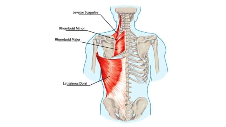 20 Best Rhomboid Exercises for Stronger Back
