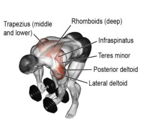 The Complete Guide to Rear Delt Flys for Beginners