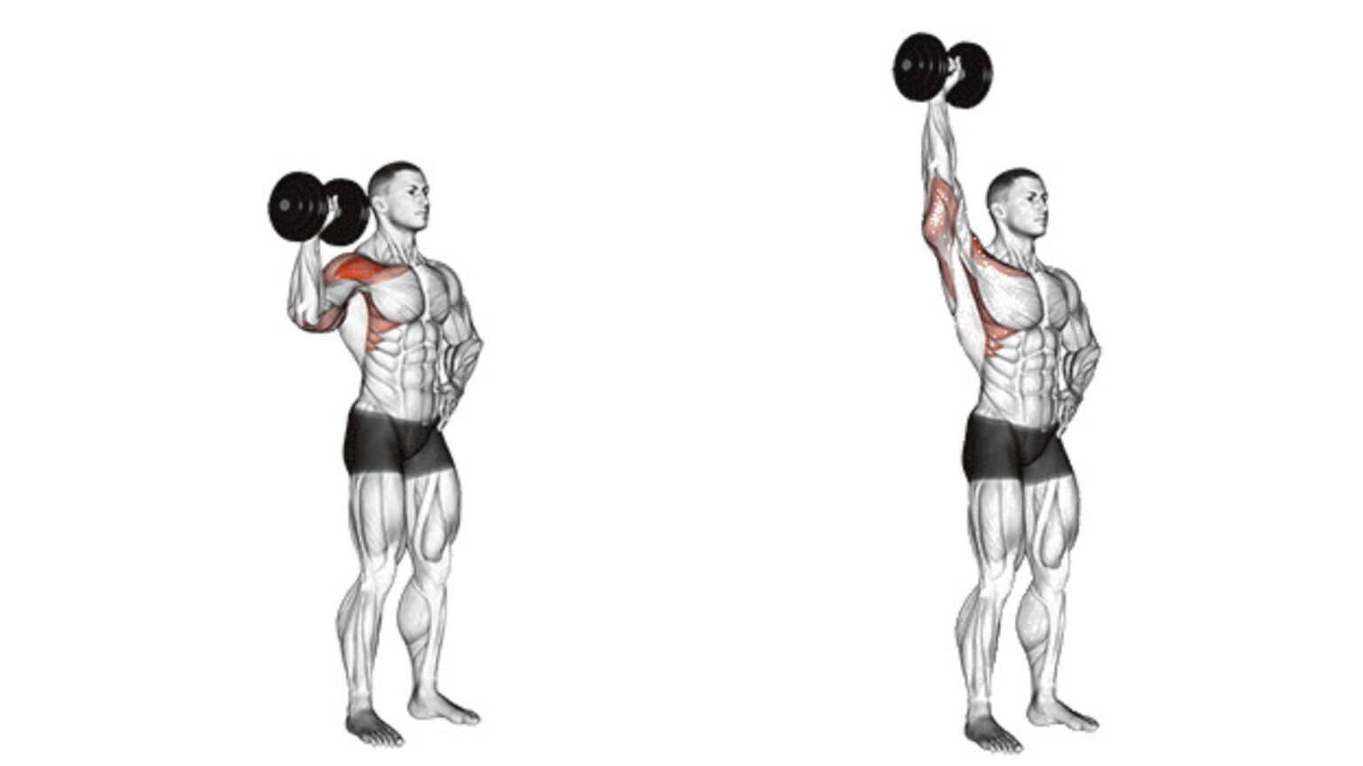 100+ Top Shoulder Exercises Names (With Images)