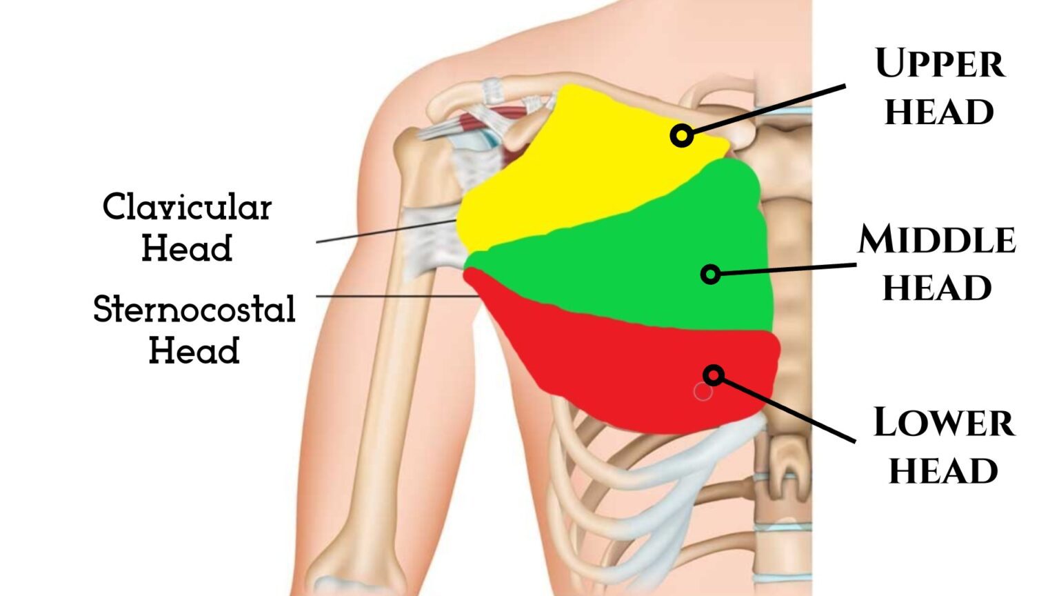 The Ultimate Guide to Lower Chest Exercises To Build Pecs