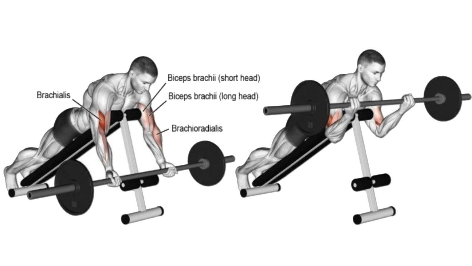100+ Best Barbell Exercises Names (With Images)