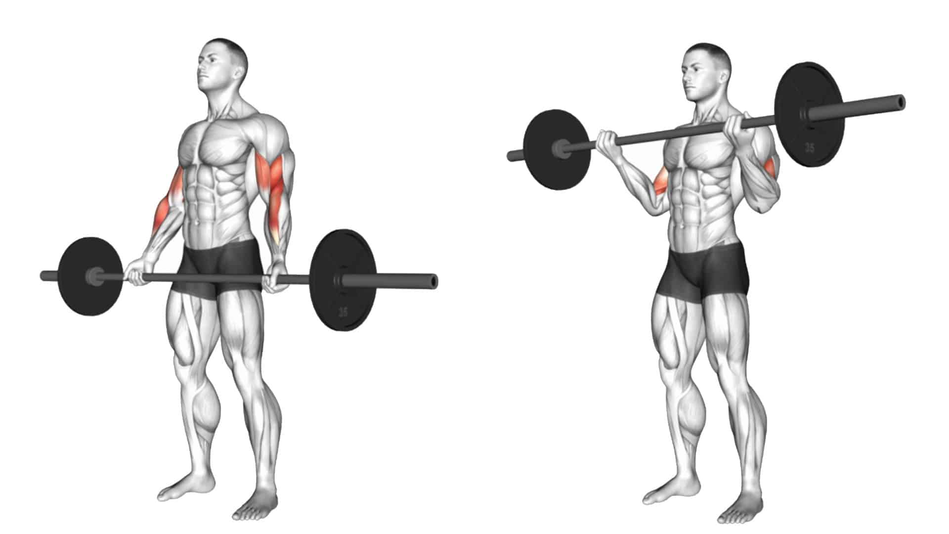 Wide Grip Barbell Curl Muscle Worked Alternate Fit Life Regime