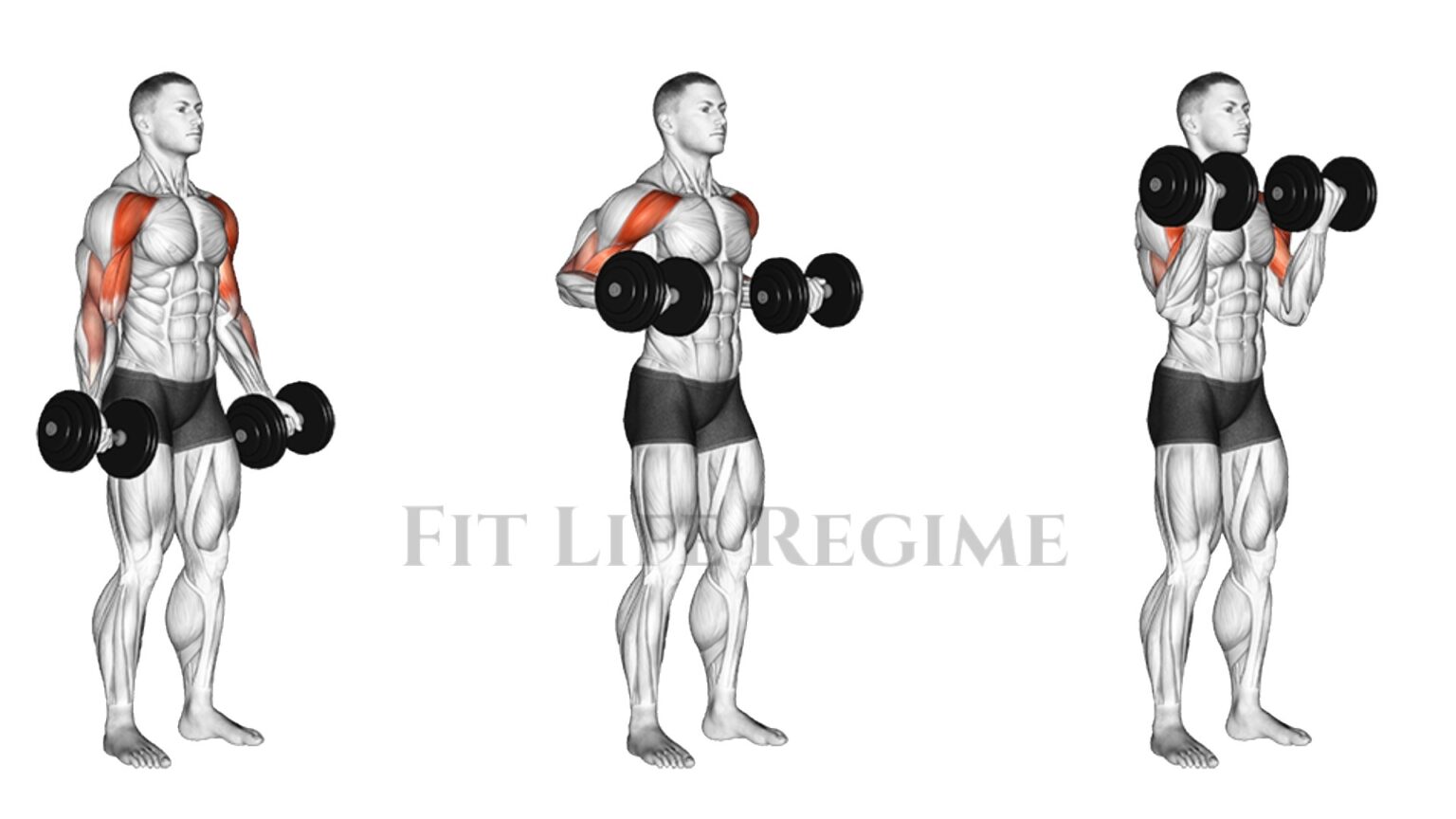 Dumbbell Drag Curl Muscles Worked Benefit And Variations