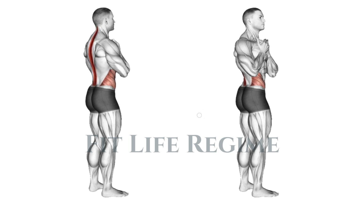 100+ Top Abs Exercises Names (With Images)