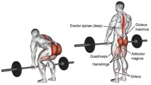 100+ Top Back Exercises Names (With Images)