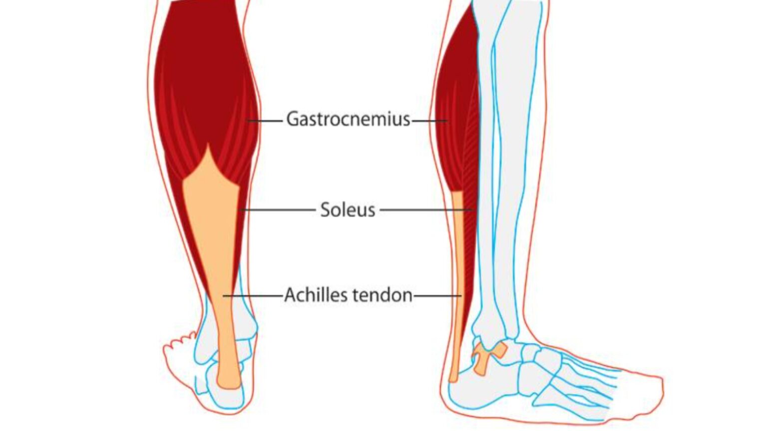 Bodyweight Calf Raise to Build Mass and Strength of Calves