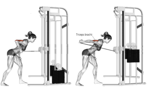 Cable Tricep Kickback: How To Do & Muscles Worked