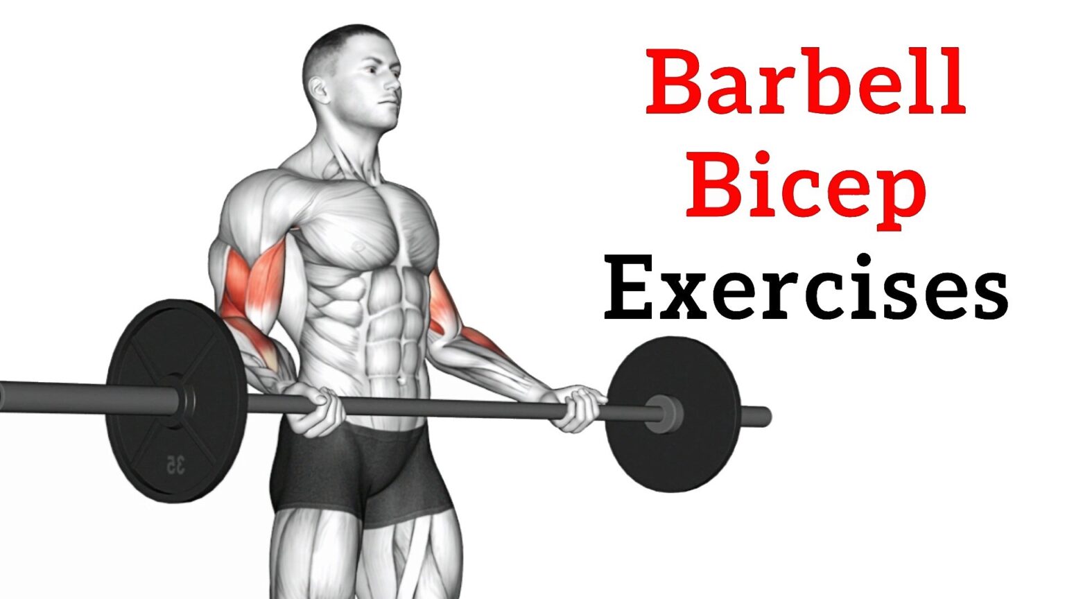 Bicep Barbell Workout (12 Best Barbell Exercises To Build Bicep)