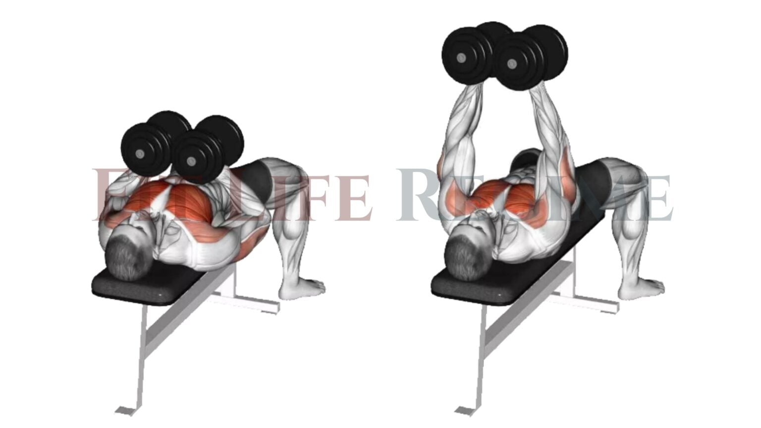 75+ Top Chest Exercises Names (With Images)