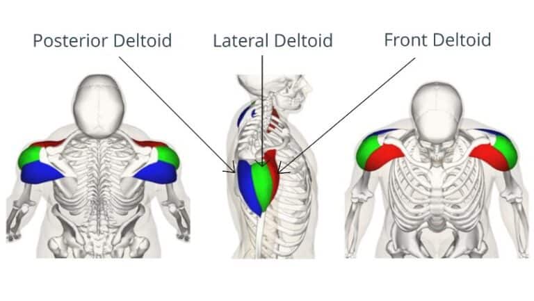 12 Best Dumbbell Shoulder Exercises To Build Bigger Deltoid