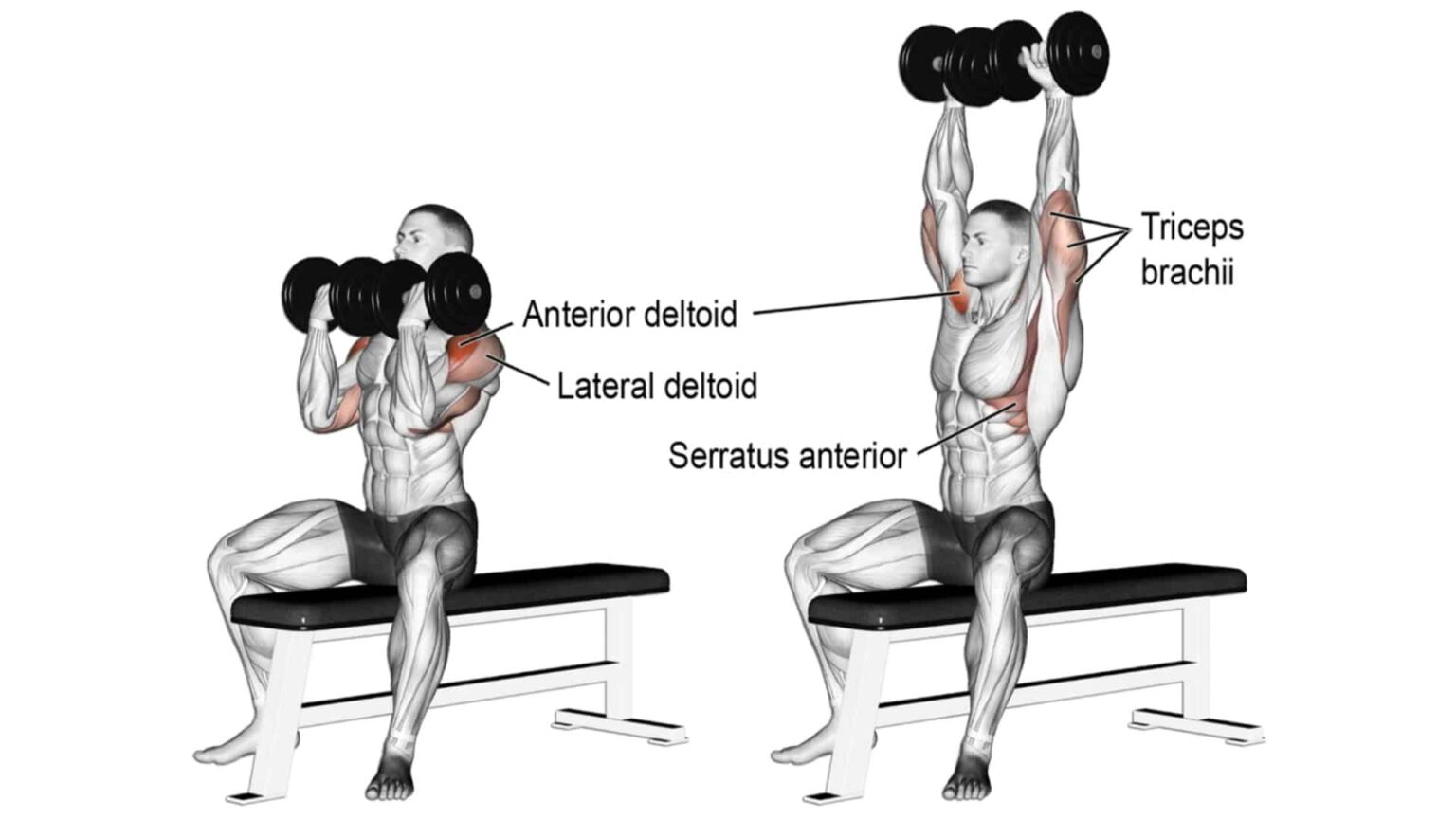 12 Best Dumbbell Shoulder Exercises To Build Bigger Deltoid