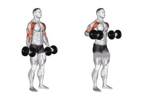 Drag Curls: Muscles Worked, Benefits and Variations