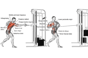 One-Arm Cable Row: Seated, Standing and Kneeling