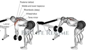 Reverse Dumbbell Fly: Muscle Worked, Benefits and Variations