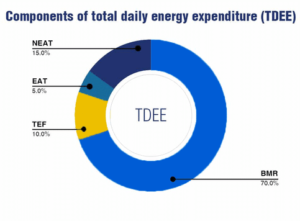 Total Daily Energy Expenditure (TDEE) Calculator