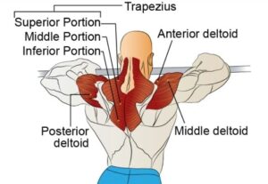 Wide Grip Upright Row: Muscle Worked, Benefits and How To Do
