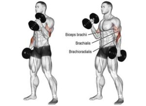 Hammer Curls: Secret Weapon for Building Sleeve-Busting Arm