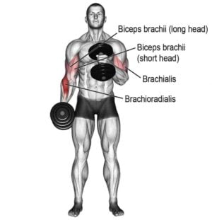 Bicep Curl vs Hammer Curl vs Reverse Curl: Which One Is Better