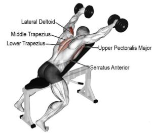 Dumbbell Y Raise: How To Do and Muscles Worked